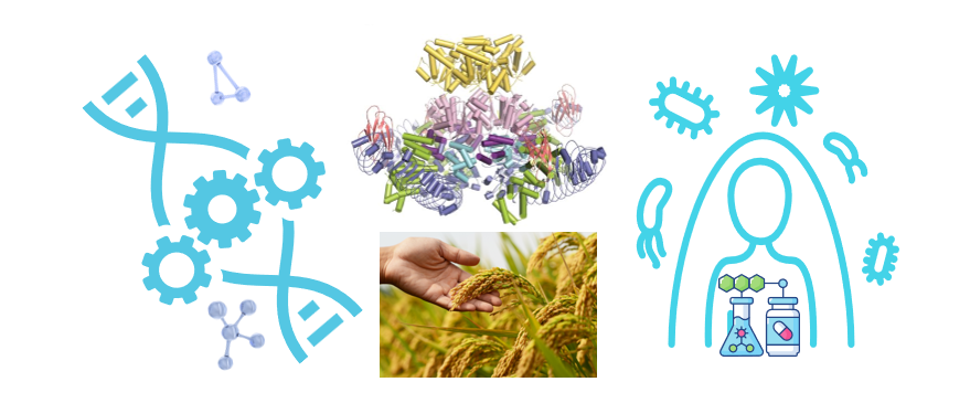 Synthetic evolution against emerging infectious diseases | ANU Research School of Chemistry